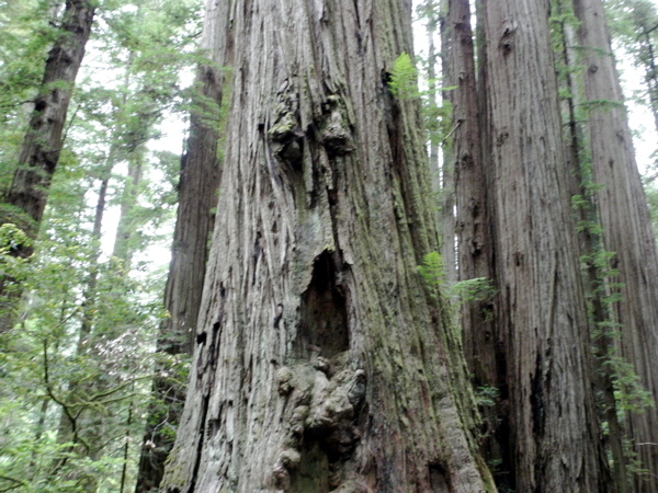 Naturalistic Animism: Seeing the Trees for the Ents | Naturalistic Paganism