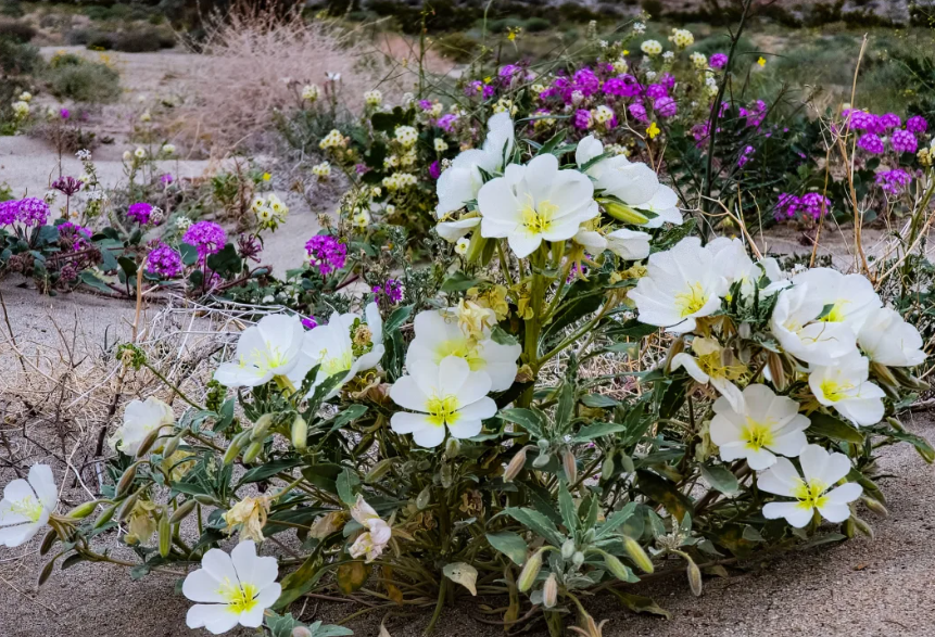 Happy Spring Equinox! | Naturalistic Paganism